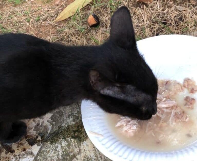 Community Cat Care: Project LUNI's Guide To Feeding Street Felines And ...