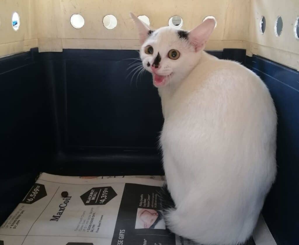 Community Cat Care: Project LUNI's Guide To Feeding Street Felines And ...