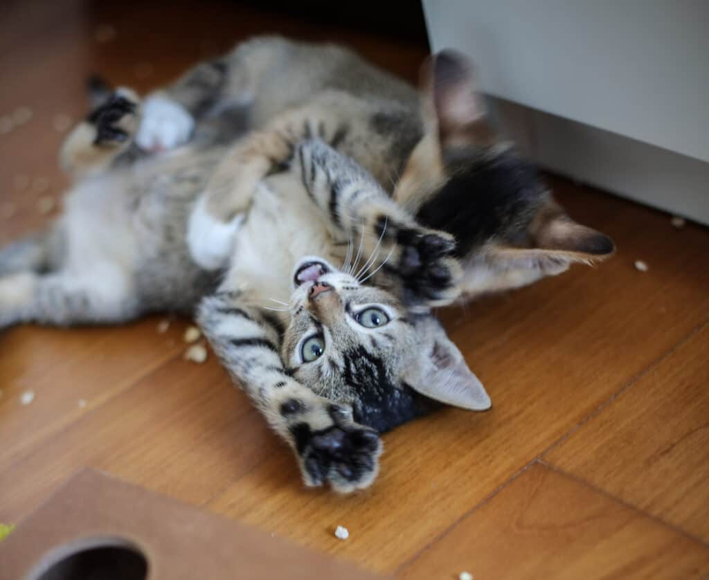 Why Adopting Two Kittens is Better Than One: Twice the Love for Less ...