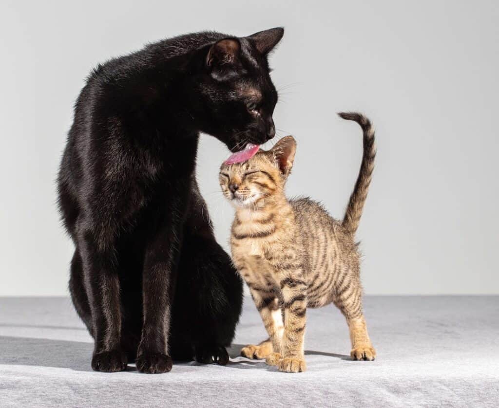 Why Adopting Two Kittens is Better Than One: Twice the Love for Less ...