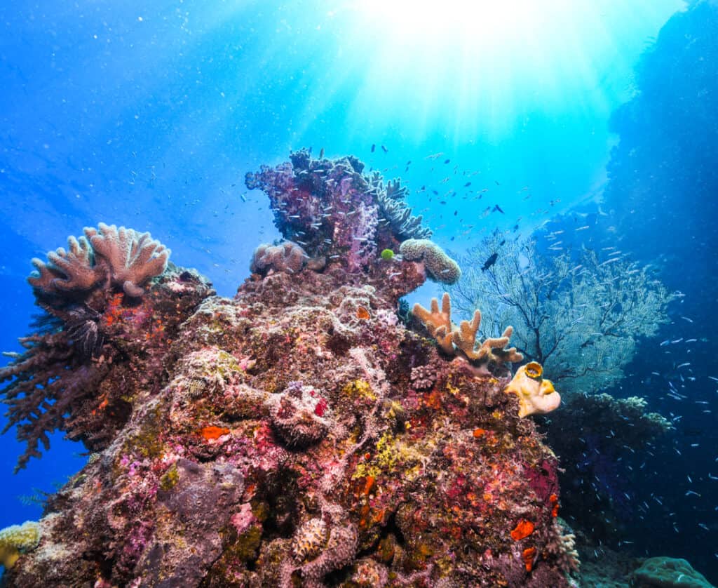 City Nomads’ Dozen To-Dos on Our Next Trip to Australia: Swim with the ...