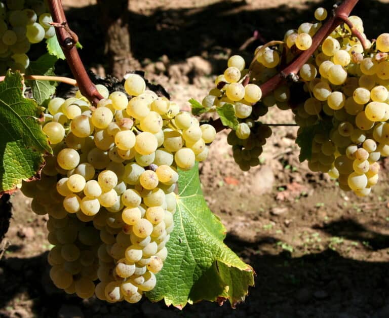 Wine Guide: An Introduction to Semillon, The Underrated White Wine ...
