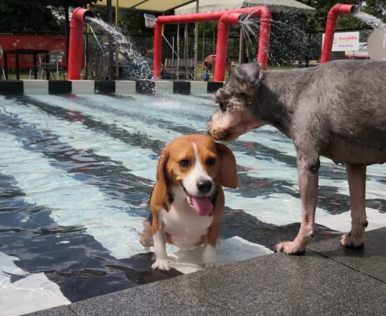 Best Swimming Pools and Parks for Dogs: Soak Up The Summer With Your ...