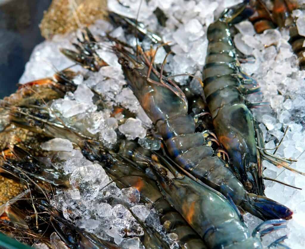 New CS Fresh Gold at Paragon: 10 Gourmet Specials from Fresh Seafood to ...