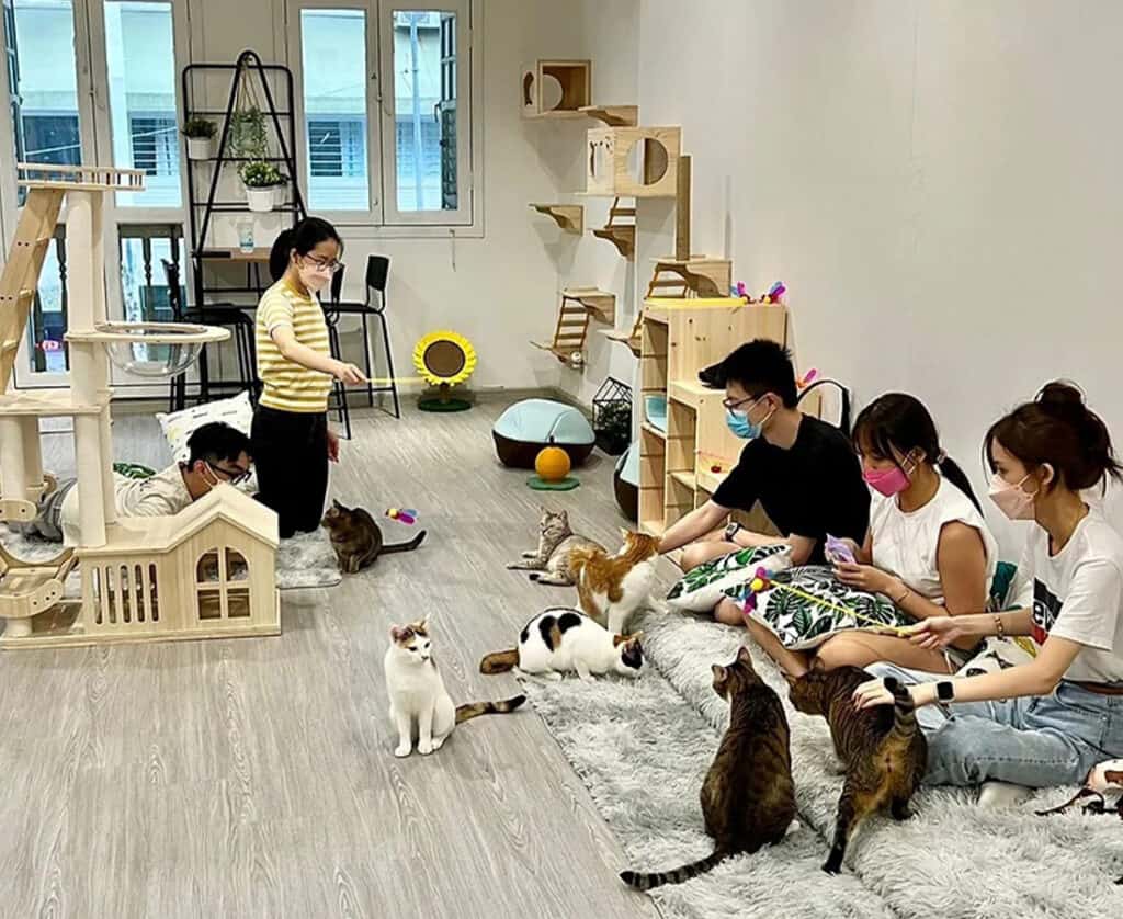 Best Animal Cafes in Singapore for Pet Lovers Without A Fur Baby at ...