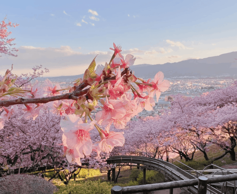 Cherry Blossoms Views: 7 Best Spots To See The Blooming Sakura Season ...