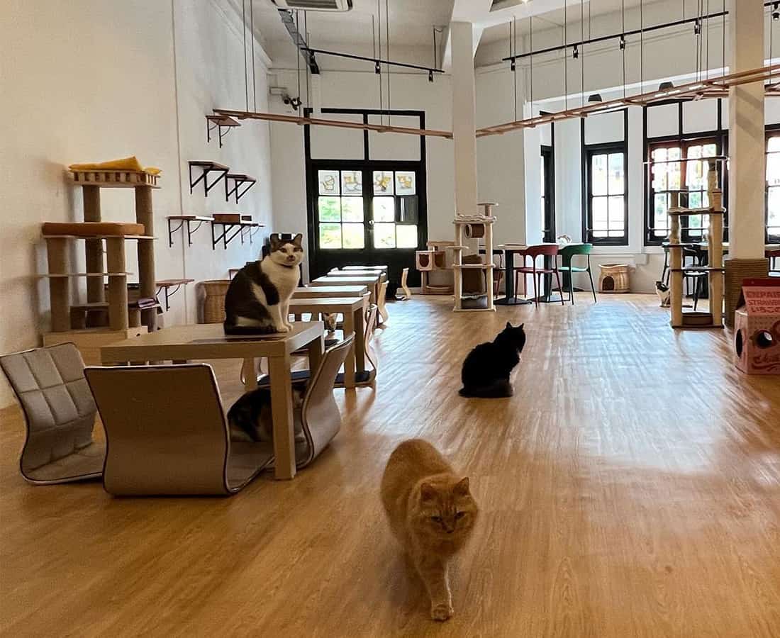 Best Animal Cafes in Singapore for Pet Lovers Without A Fur Baby at ...