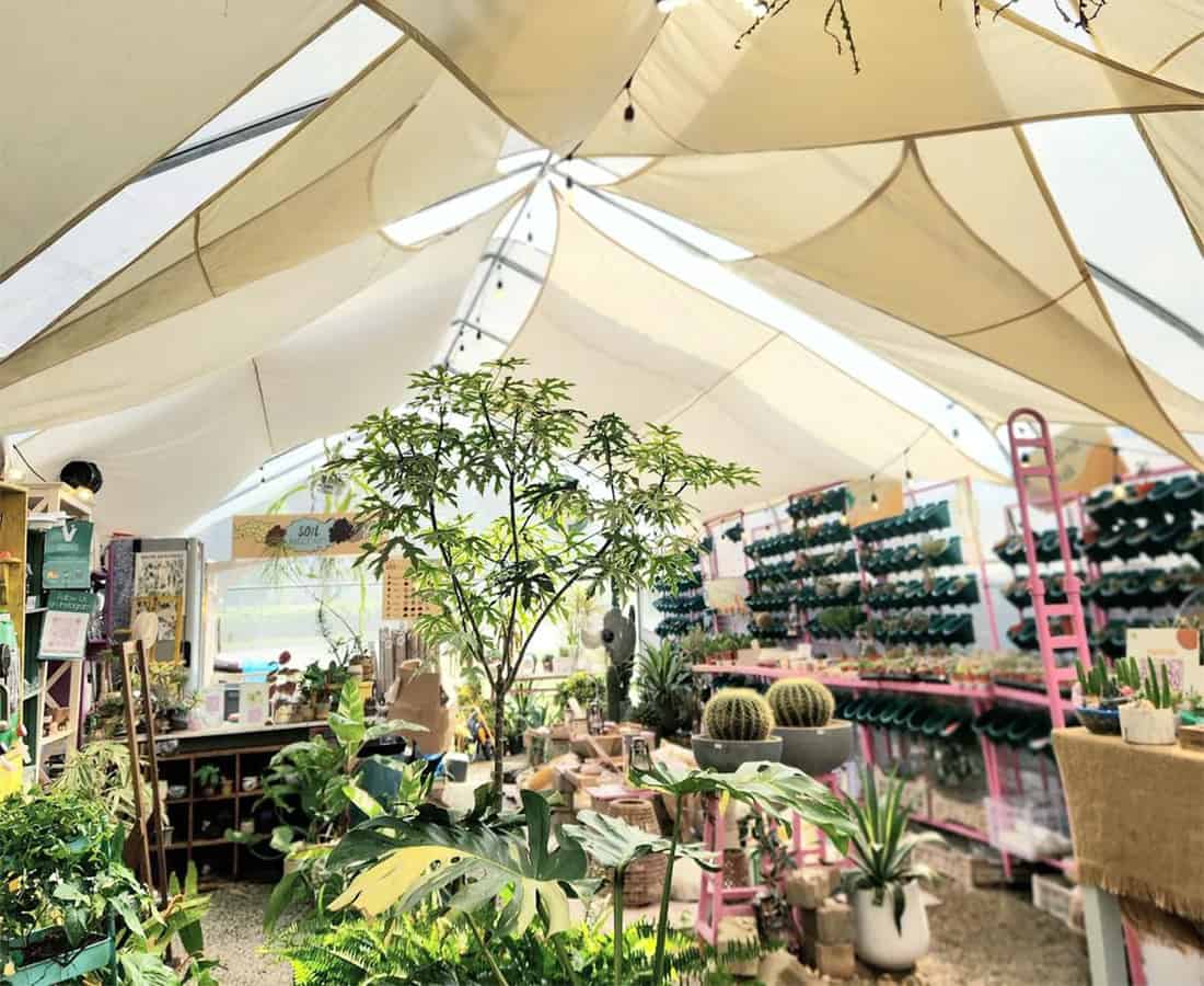 Green Your Space With Aesthetic Indoor Plants: 7 Best Plant Shops In ...