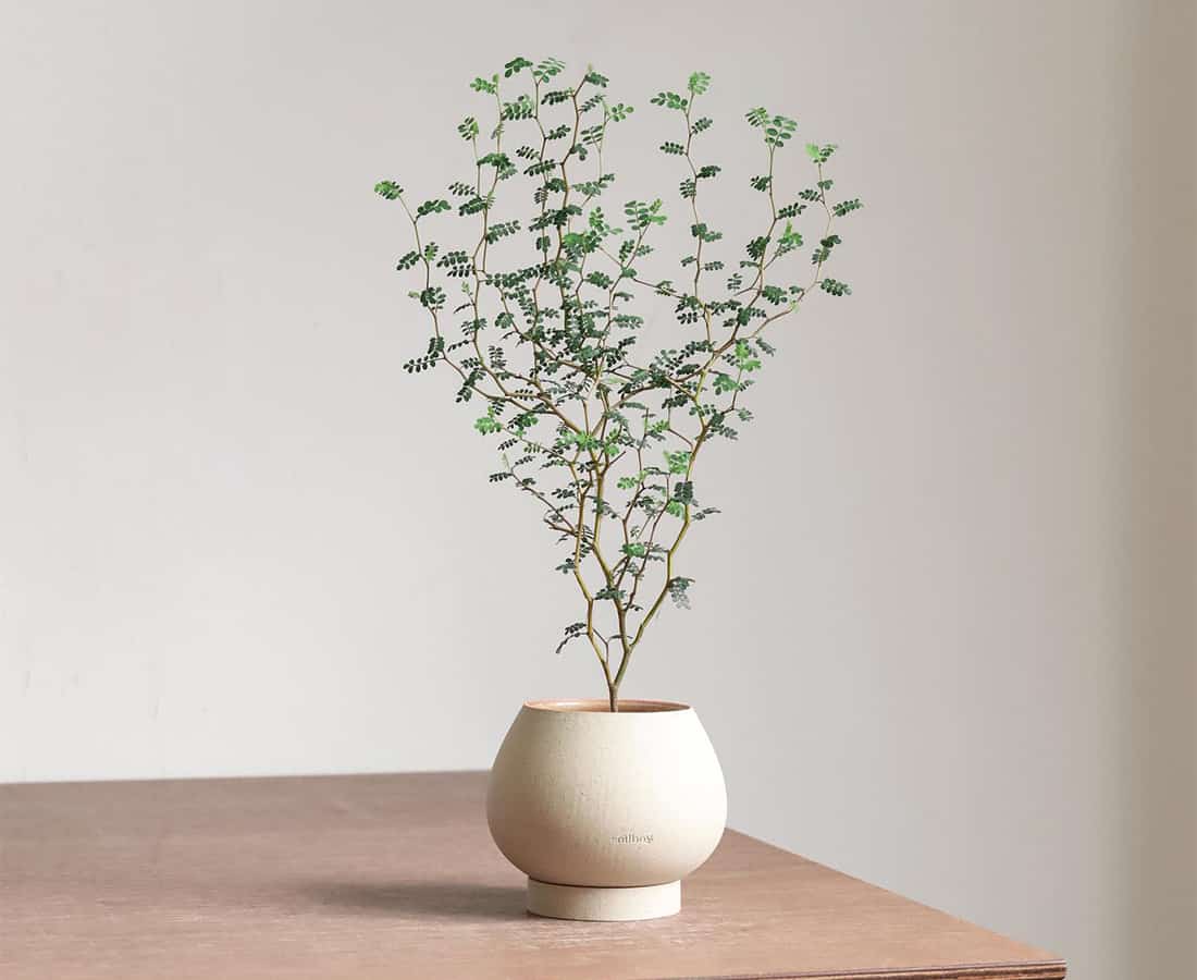 Green Your Space With Aesthetic Indoor Plants: 7 Best Plant Shops In ...