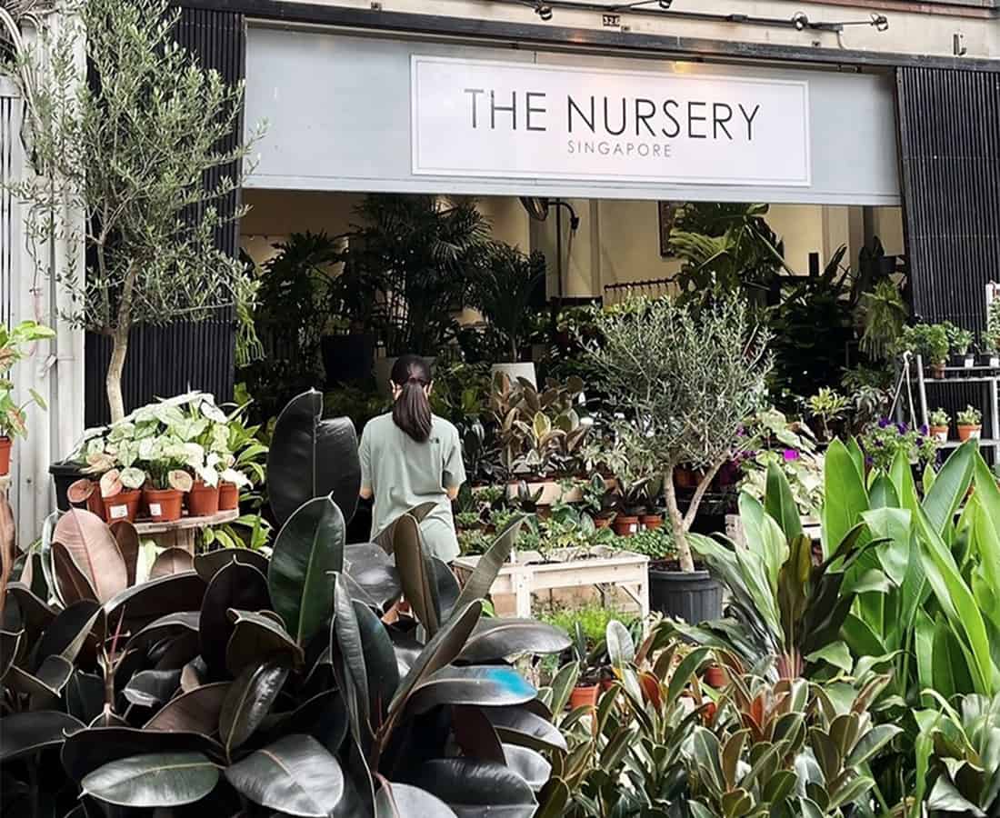 Green Your Space With Aesthetic Indoor Plants: 7 Best Plant Shops In ...
