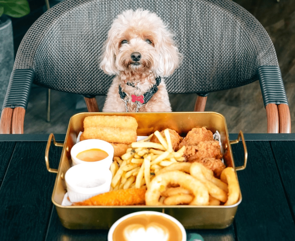 10 Pet-Friendly Places in Singapore To Bring Your Dogs